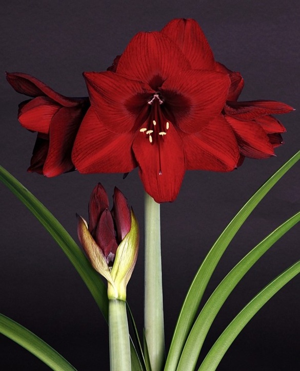 Red Reality | Onings Holland Flowerbulbs