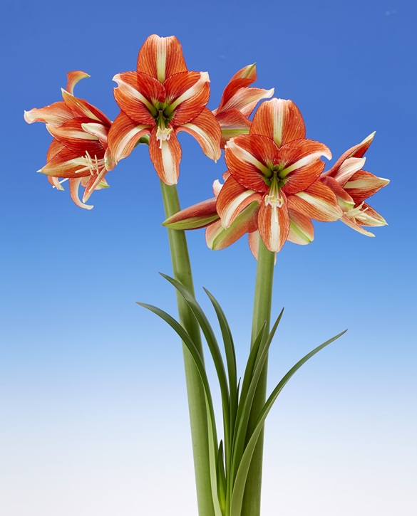 Sphinx | Onings Holland Flowerbulbs