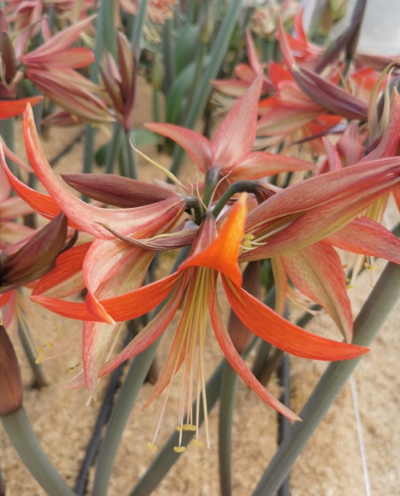 Sumatra | Onings Holland Flowerbulbs