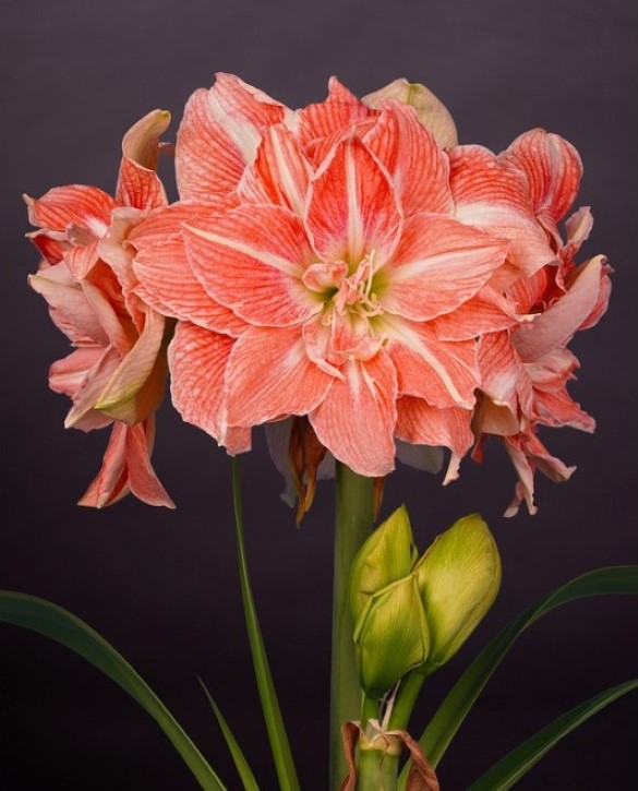 Sweet Amadeus | Onings Holland Flowerbulbs