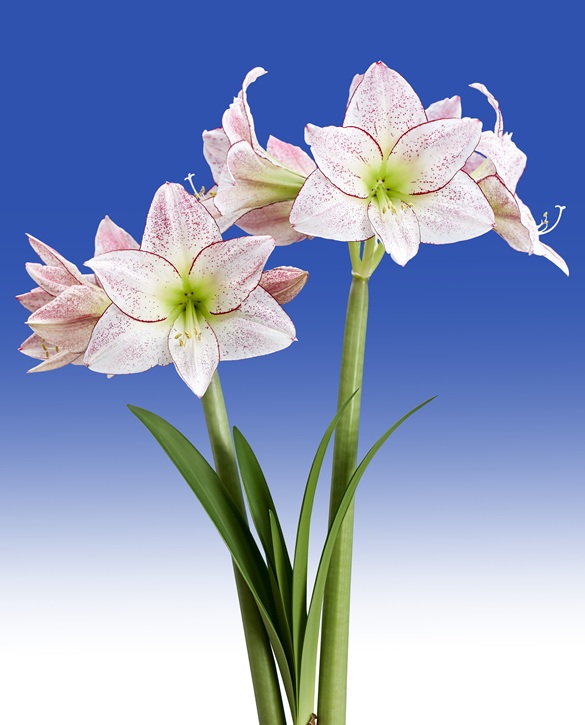 Thousand Stars | Onings Holland Flowerbulbs