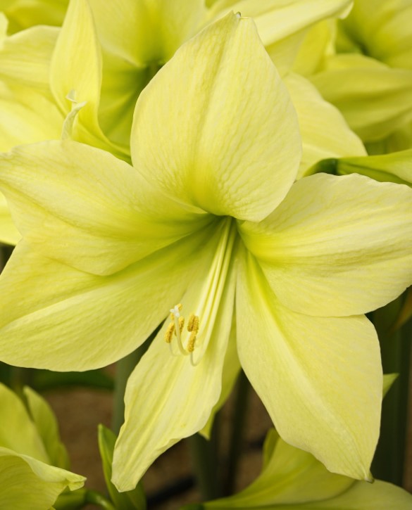 Yellow Star | Onings Holland Flowerbulbs