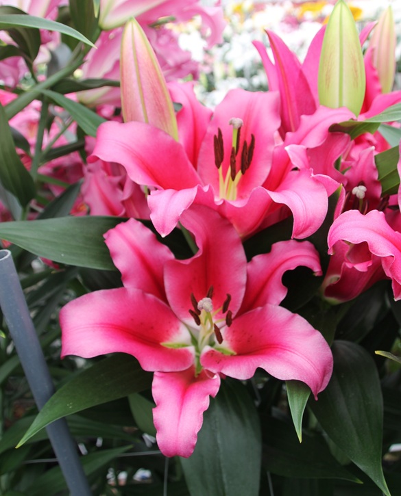 Astrova | Onings Holland Flowerbulbs