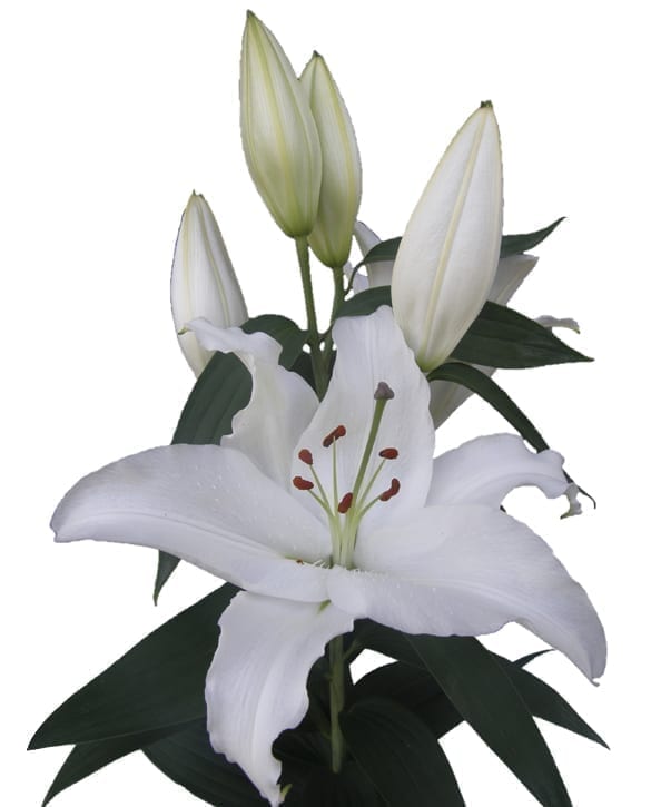 Ice Dreamer | Onings Holland Flowerbulbs