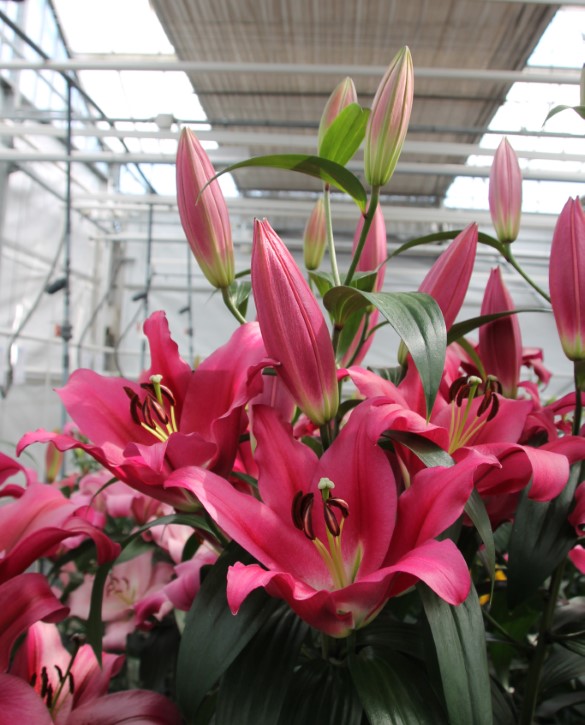 Identity | Onings Holland Flowerbulbs