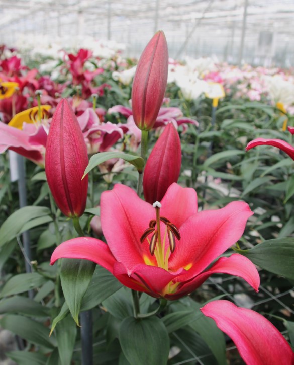 Invictus | Onings Holland Flowerbulbs