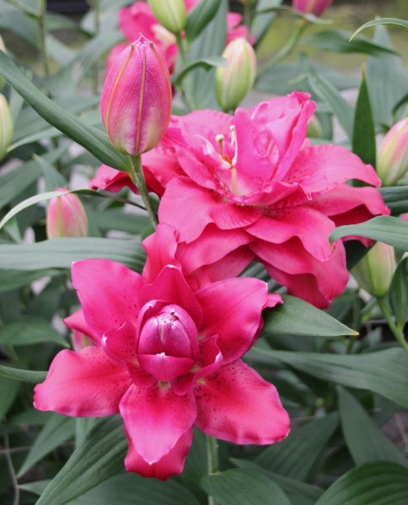 Jamala | Onings Holland Flowerbulbs