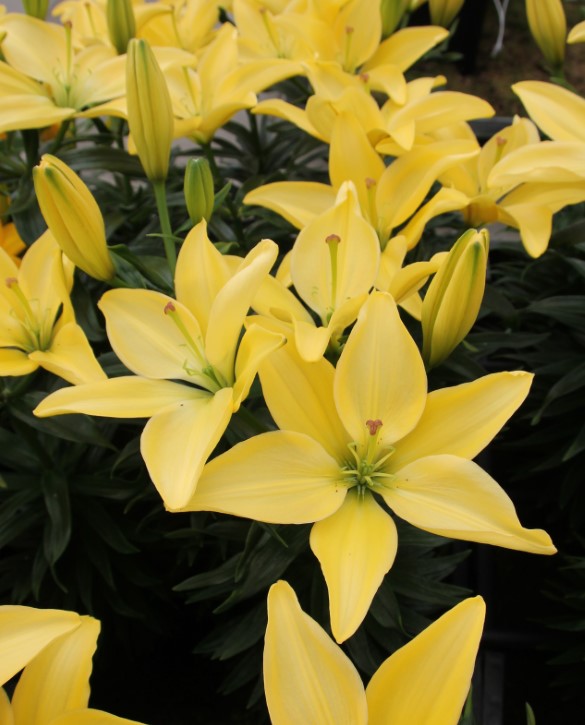 Jersey Joy | Onings Holland Flowerbulbs