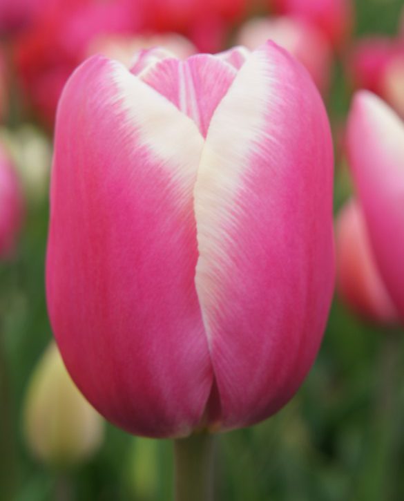 Jumbo Beauty | Onings Holland Flowerbulbs