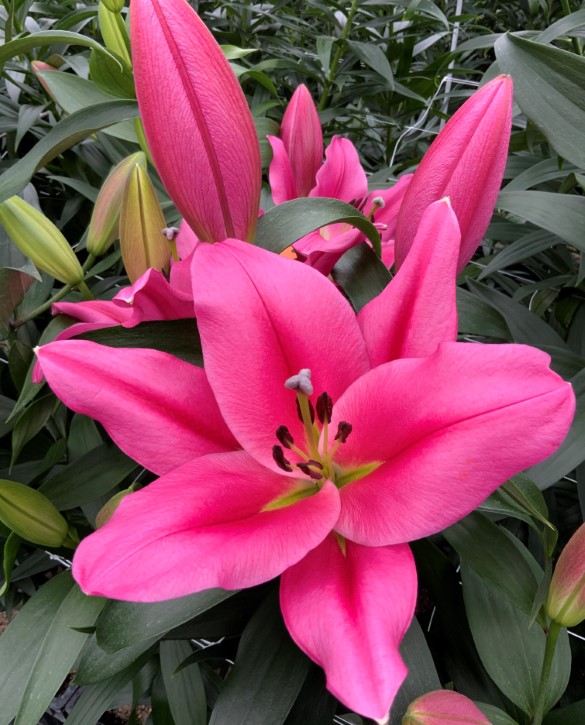 Jurassic | Onings Holland Flowerbulbs