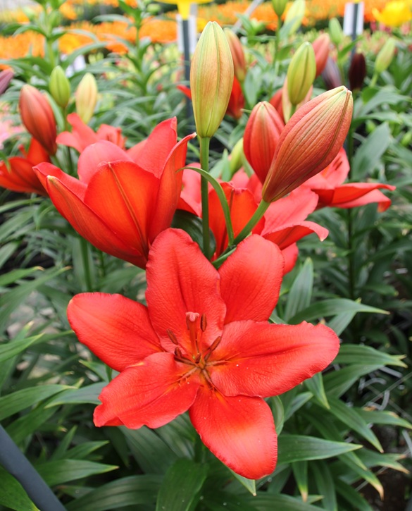 Kandinsky | Onings Holland Flowerbulbs