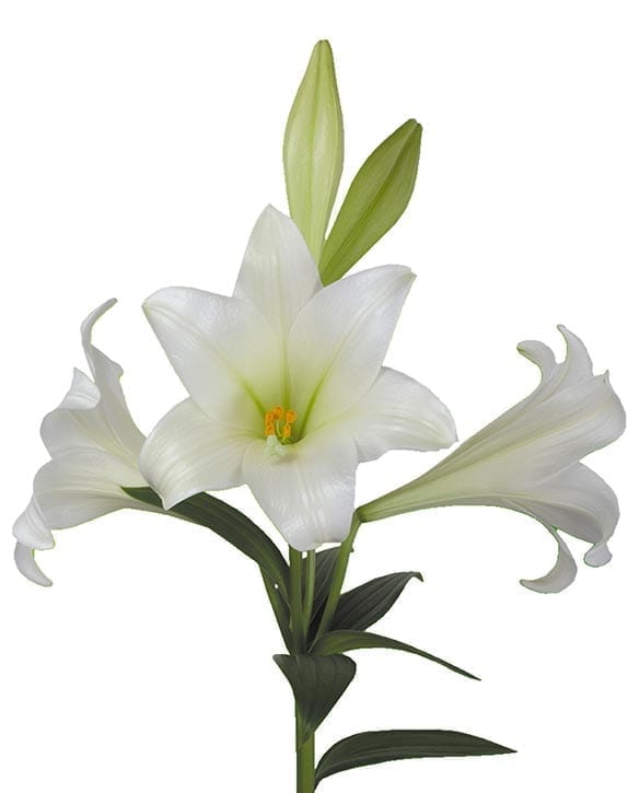 Kibo | Onings Holland Flowerbulbs