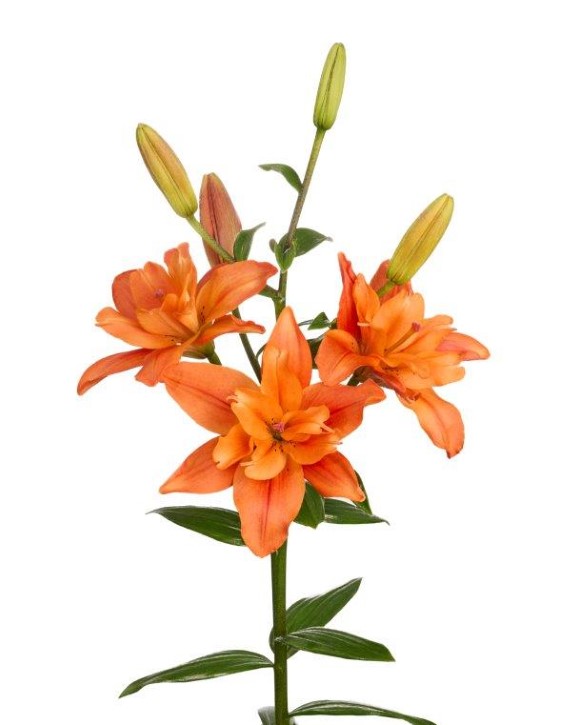 Tropic Caddy | Onings Holland Flowerbulbs