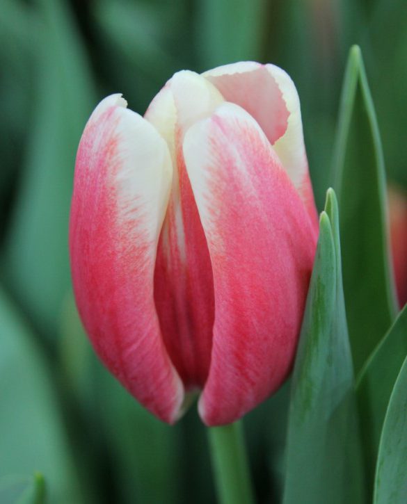 Lech Walesa | Onings Holland Flowerbulbs