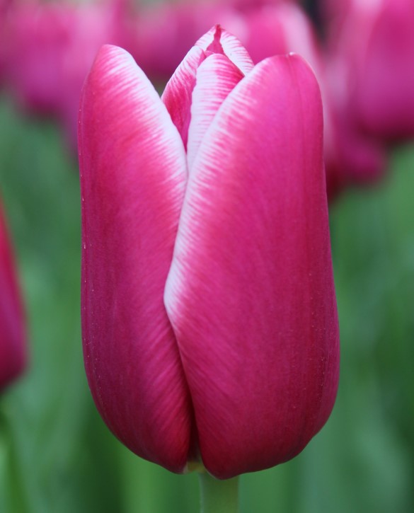 Lornah | Onings Holland Flowerbulbs