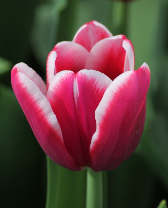 Lornah | Onings Holland Flowerbulbs