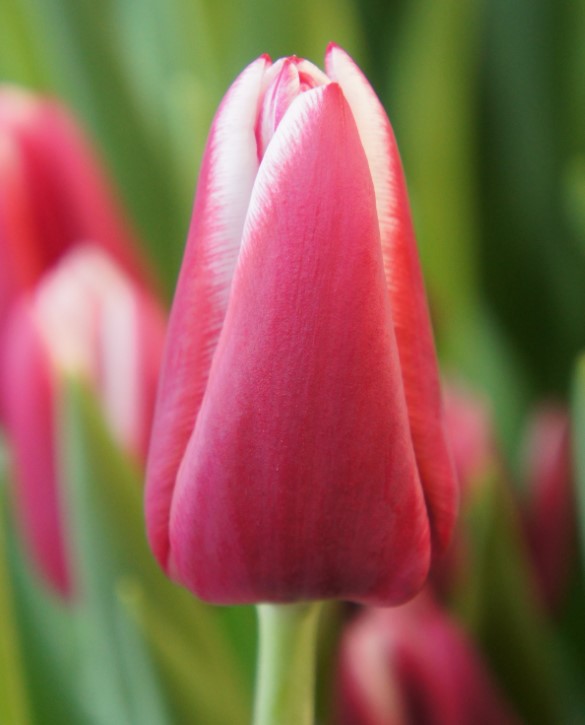 Lornah | Onings Holland Flowerbulbs