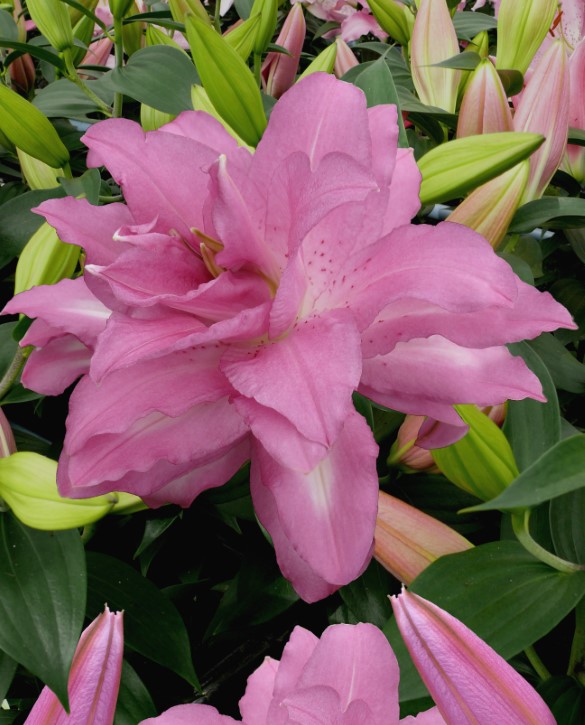 Lotus Dream | Onings Holland Flowerbulbs