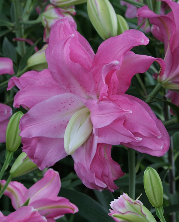 Lotus Joy | Onings Holland Flowerbulbs