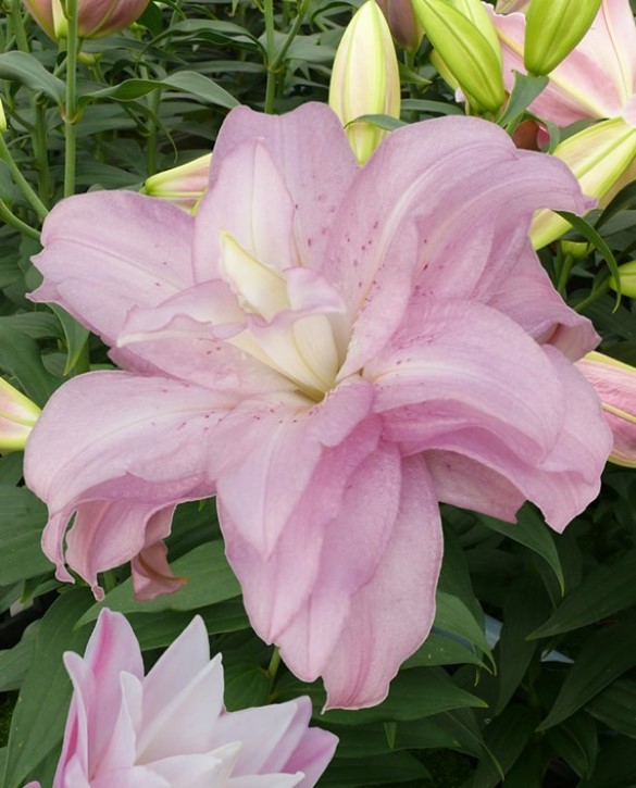 Lotus Spring | Onings Holland Flowerbulbs