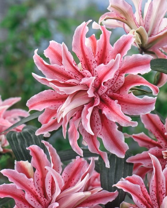 Magic Star | Onings Holland Flowerbulbs