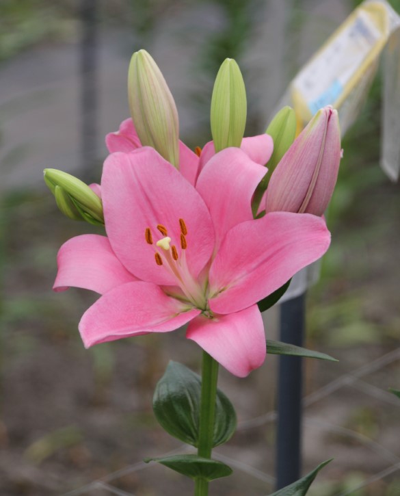 Mandalay Bay | Onings Holland Flowerbulbs