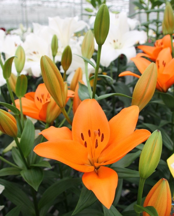 Marisol | Onings Holland Flowerbulbs