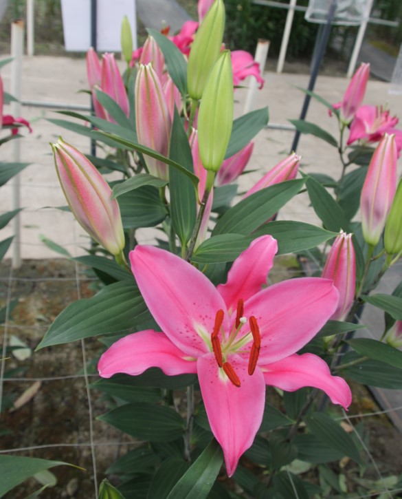 Meridon | Onings Holland Flowerbulbs