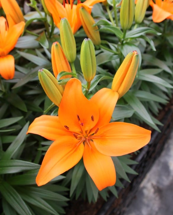 Miss Kathy | Onings Holland Flowerbulbs