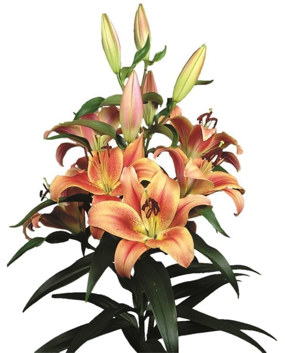 Montego Bay | Onings Holland Flowerbulbs