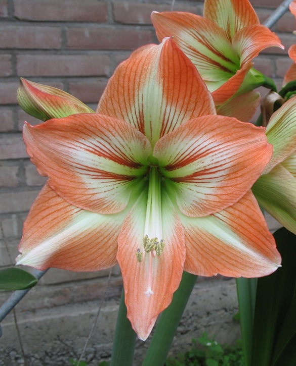 Naomi | Onings Holland Flowerbulbs