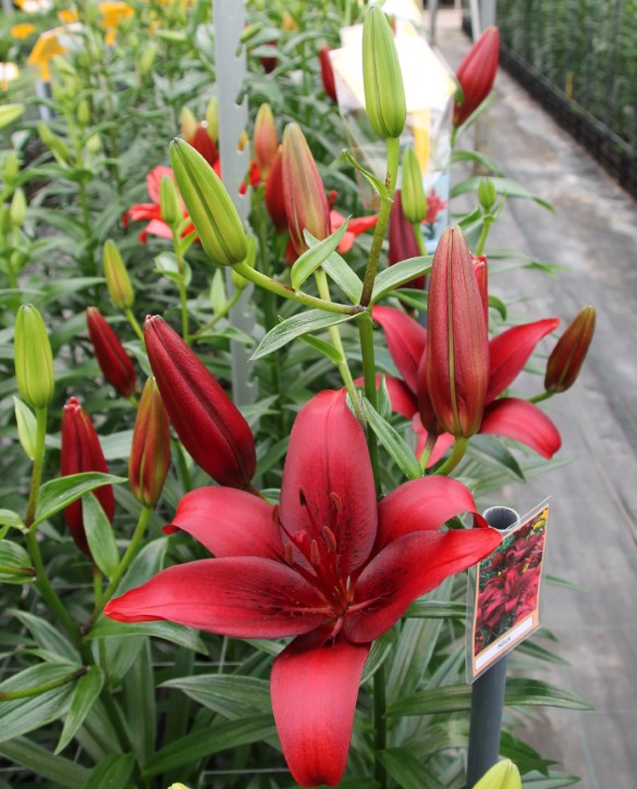 Nilus | Onings Holland Flowerbulbs