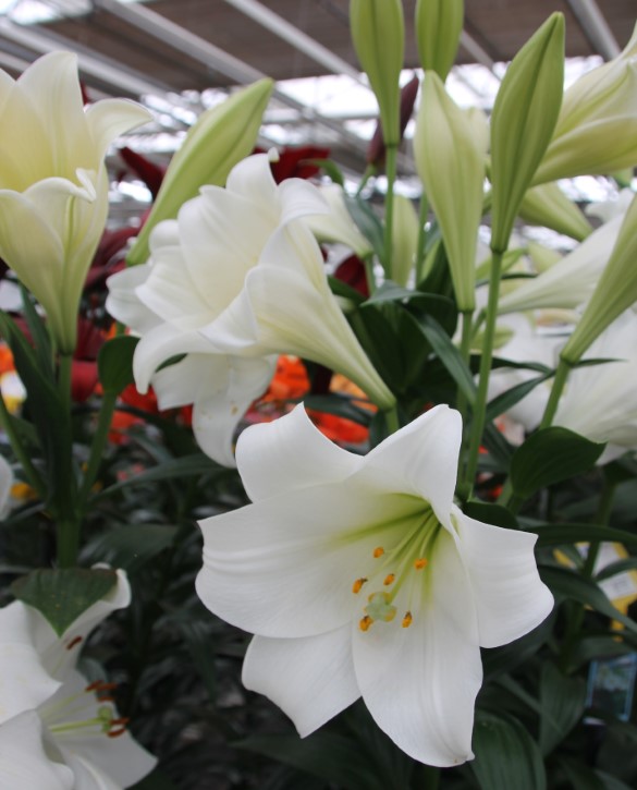 Observer | Onings Holland Flowerbulbs