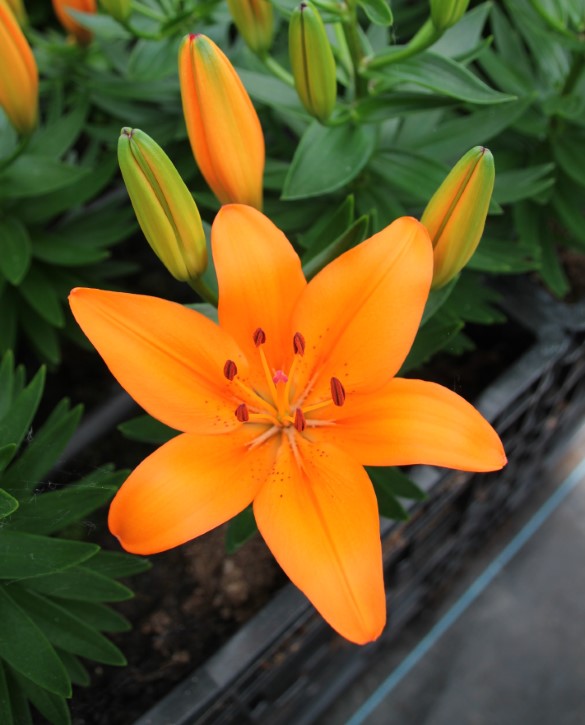 Orange Matrix | Onings Holland Flowerbulbs