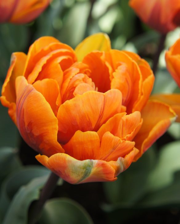 Orange Princess | Onings Holland Flowerbulbs