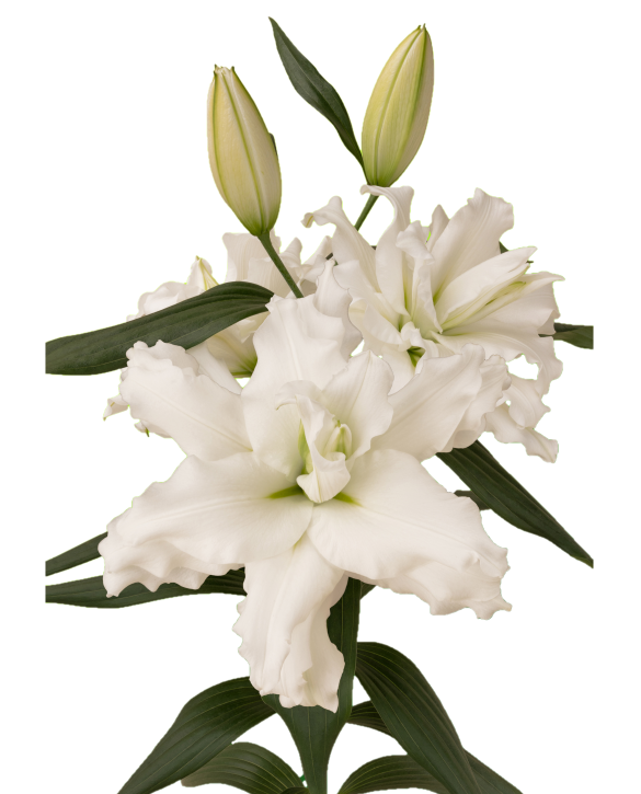 Ostara | Onings Holland Flowerbulbs