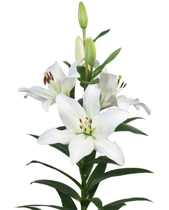 Parrano | Onings Holland Flowerbulbs