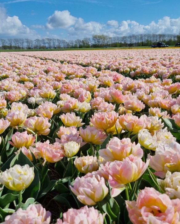 Password | Onings Holland Flowerbulbs