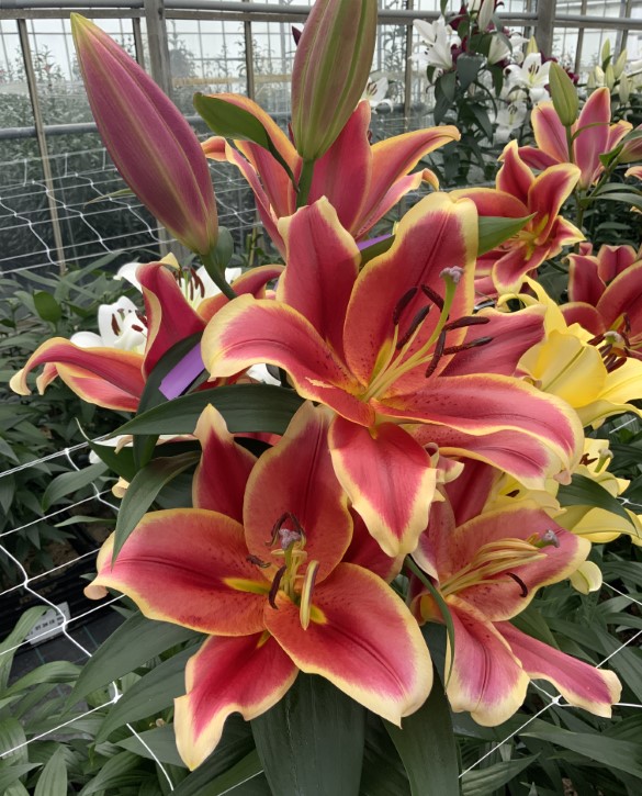 Pentagon | Onings Holland Flowerbulbs