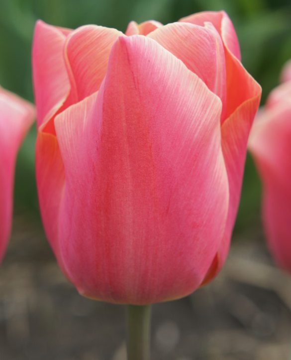 Pink Jimmy | Onings Holland Flowerbulbs