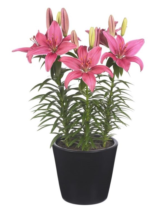 Pippas Joy | Onings Holland Flowerbulbs