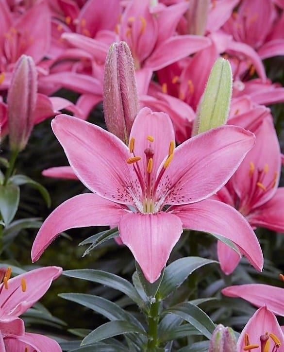 Pippas Joy | Onings Holland Flowerbulbs