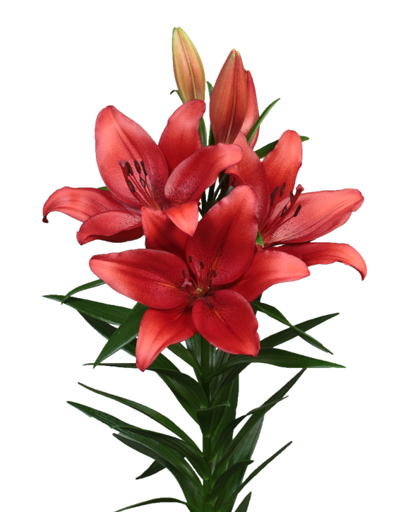 Predosa | Onings Holland Flowerbulbs