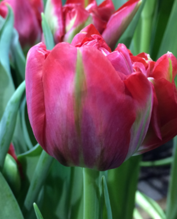 Promiss | Onings Holland Flowerbulbs