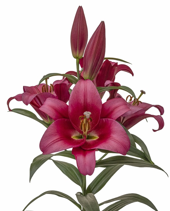 Pure Passion | Onings Holland Flowerbulbs