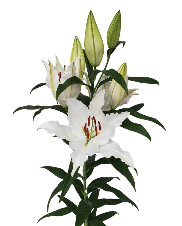 Puresse | Onings Holland Flowerbulbs