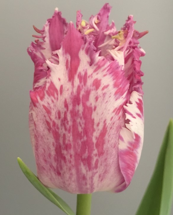 Purple Circus | Onings Holland Flowerbulbs