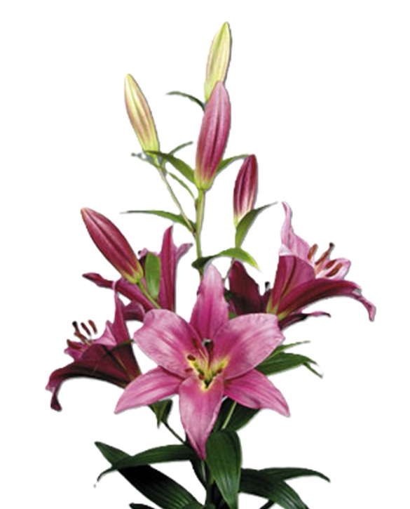 Purple Prince | Onings Holland Flowerbulbs