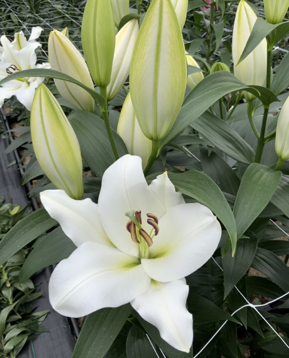 Raxeno | Onings Holland Flowerbulbs