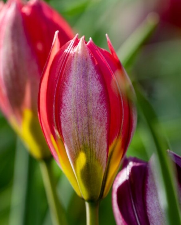 Red Beauty | Onings Holland Flowerbulbs